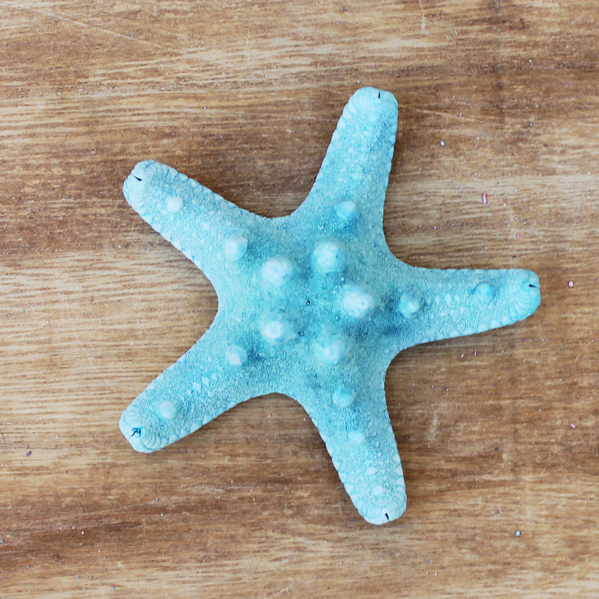 Buy Starfish - Sea Stars - Sea Life - The California Seashell Company