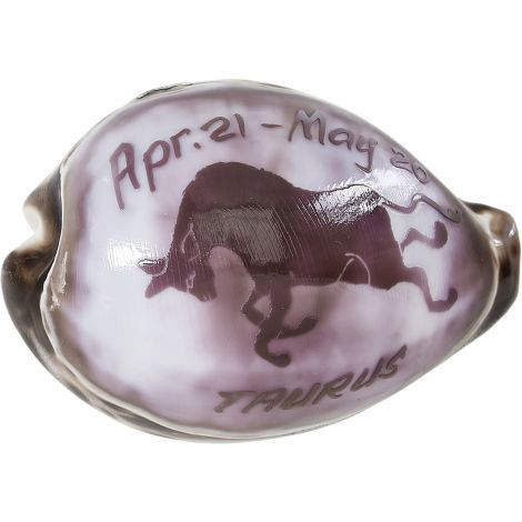 Zodiac Sign Carved Cowrie Seashells - Cowry Shells - California ...