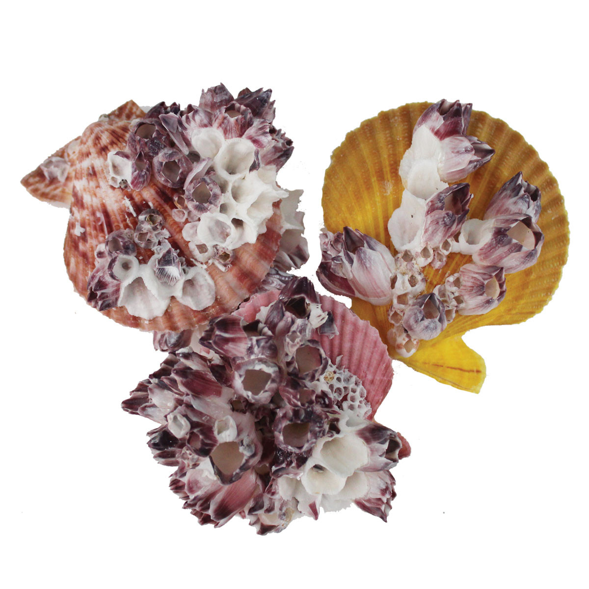Pectin & Scallop Seashells - Shell Craft Supplies - California Seashell Co