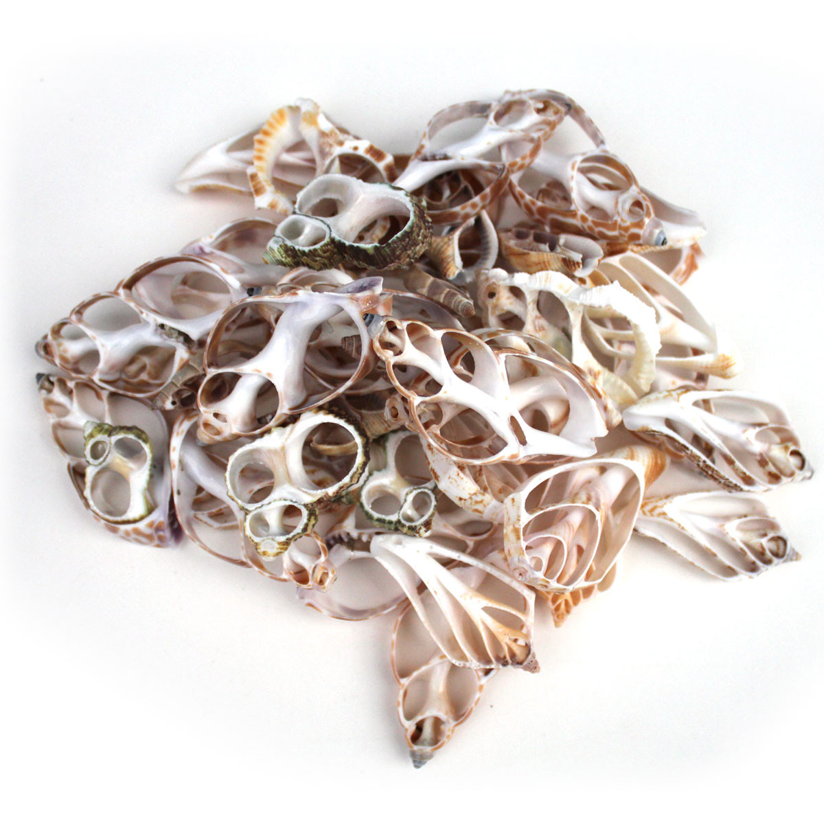 Sliced Seashells - Center Cut Shells - California Seashell Company
