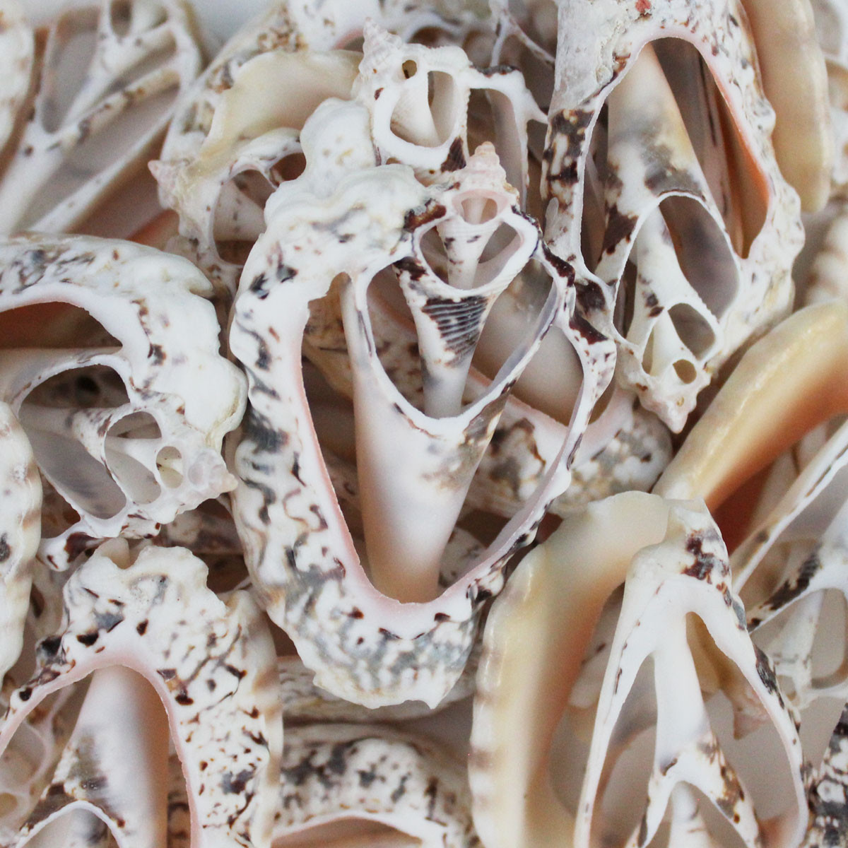 Center Cut White Chula Seashells - DIY Craft & Bulk Shells - Cut Sea Shells