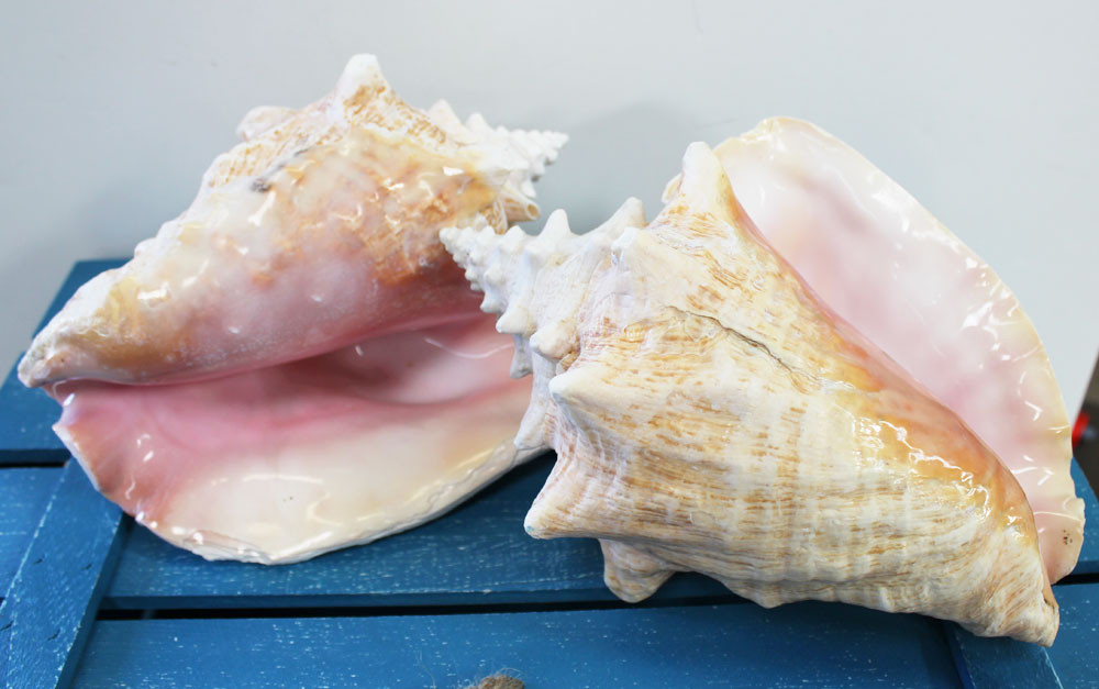 King Crown Conch Shell - Hermit Crabs Shells - California Seashell Company