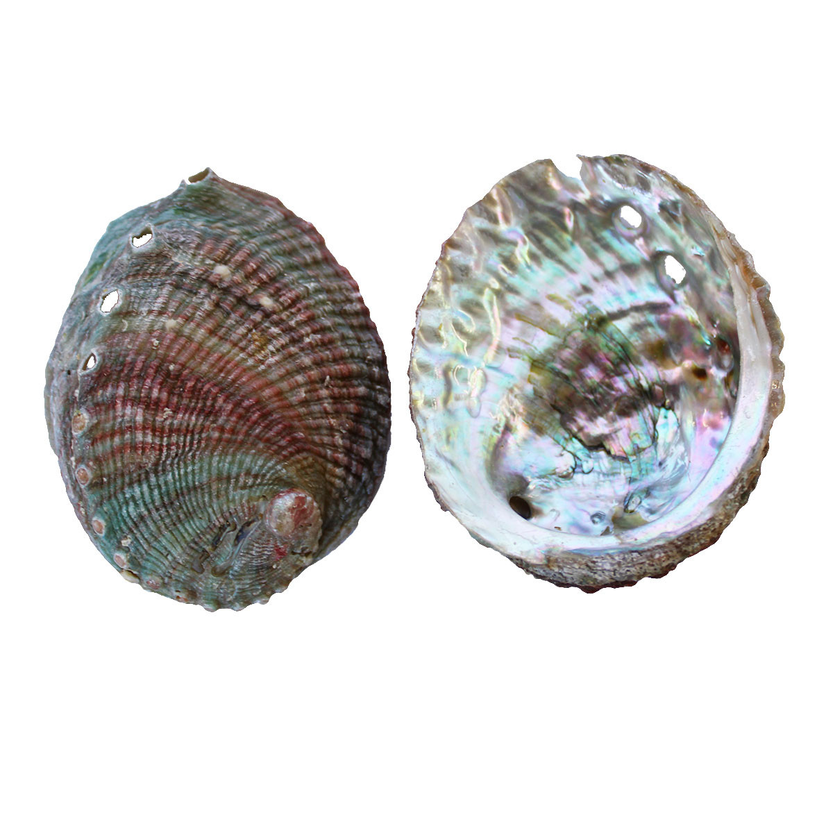 Abalone Seashells, Blue Green Abalone, Red Abalone • California ...