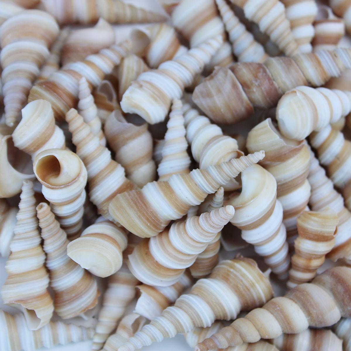Turritella Duplicata Shell - Bulk Craft Shells - California Seashell Co