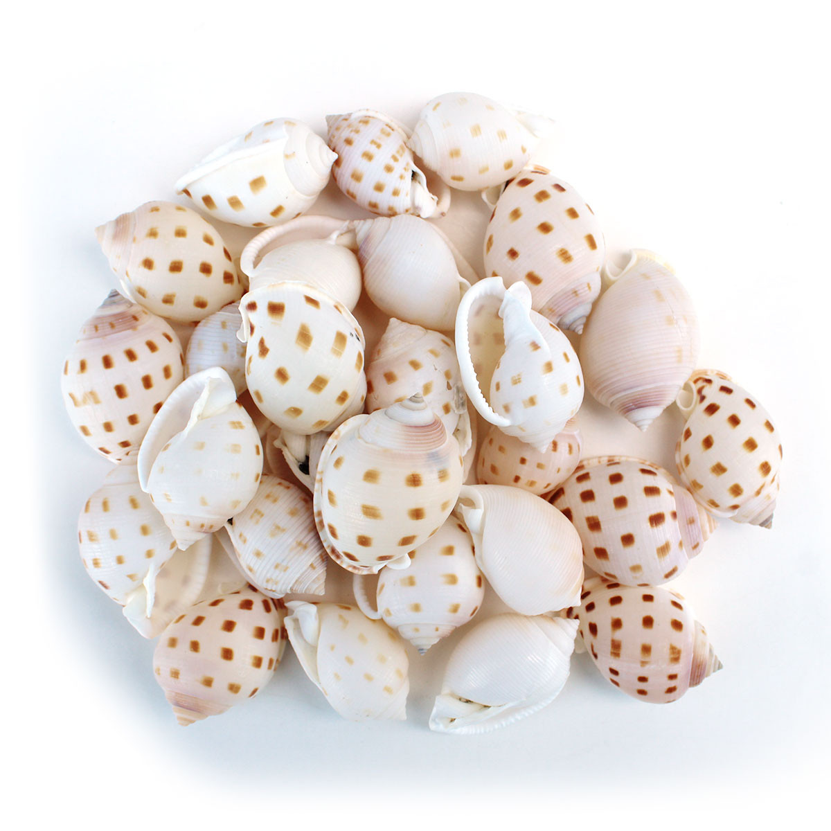Cassis Pila - Scotch Bonnet Shell - Bulk Craft Shells - California ...