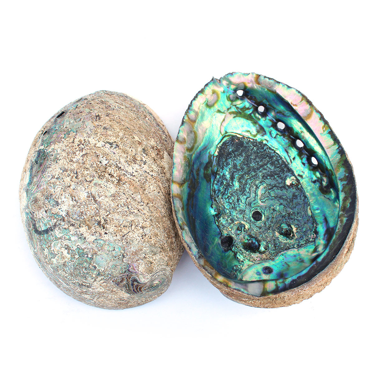 Abalone Seashells, Blue Green Abalone, Red Abalone • California ...