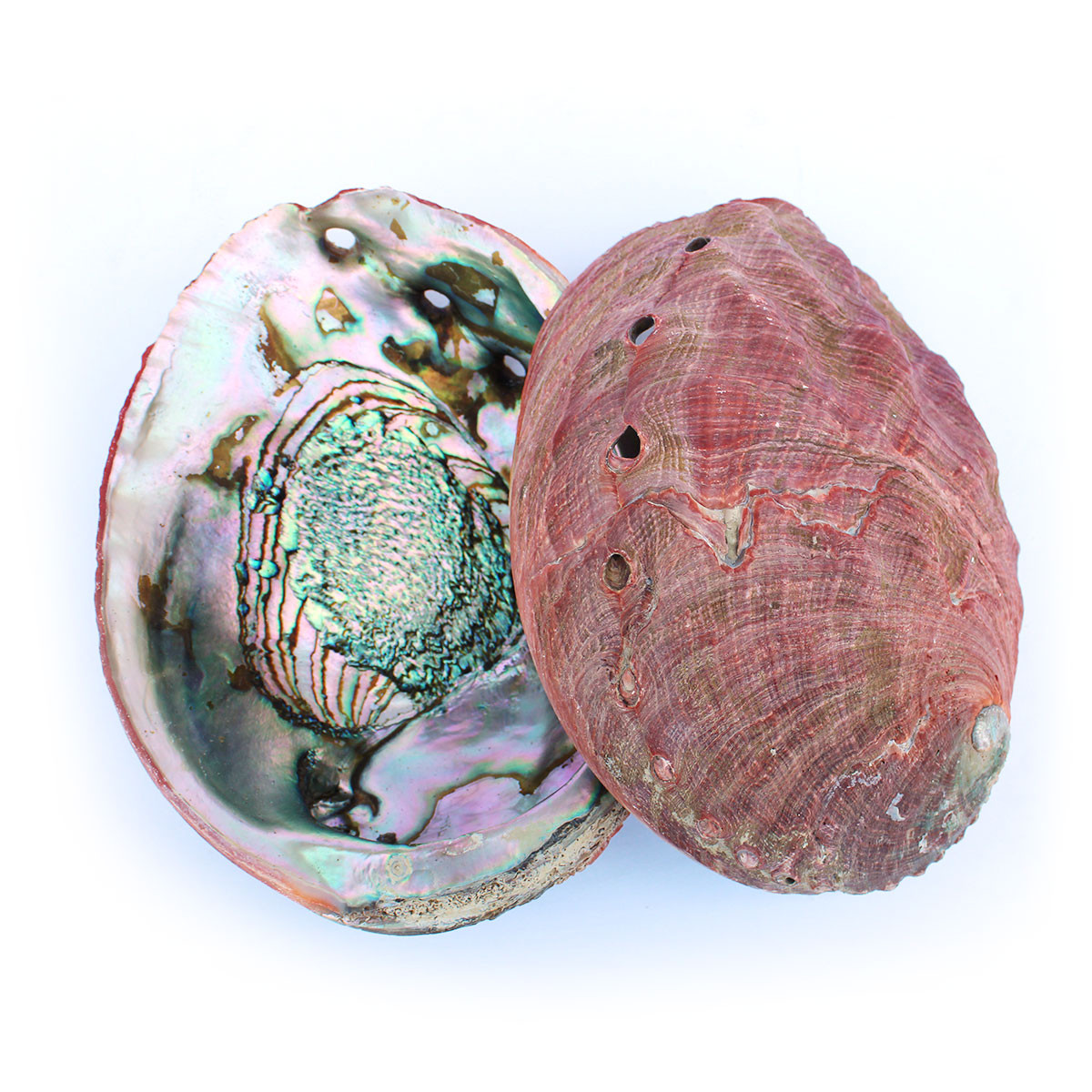 4-5" Red Abalone Shells - Sea Ears - California Seashell Company