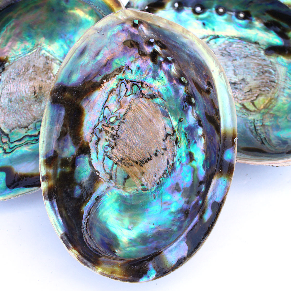 Paua New Zealand Abalone Seashells - Ear Shells - California Seashell ...