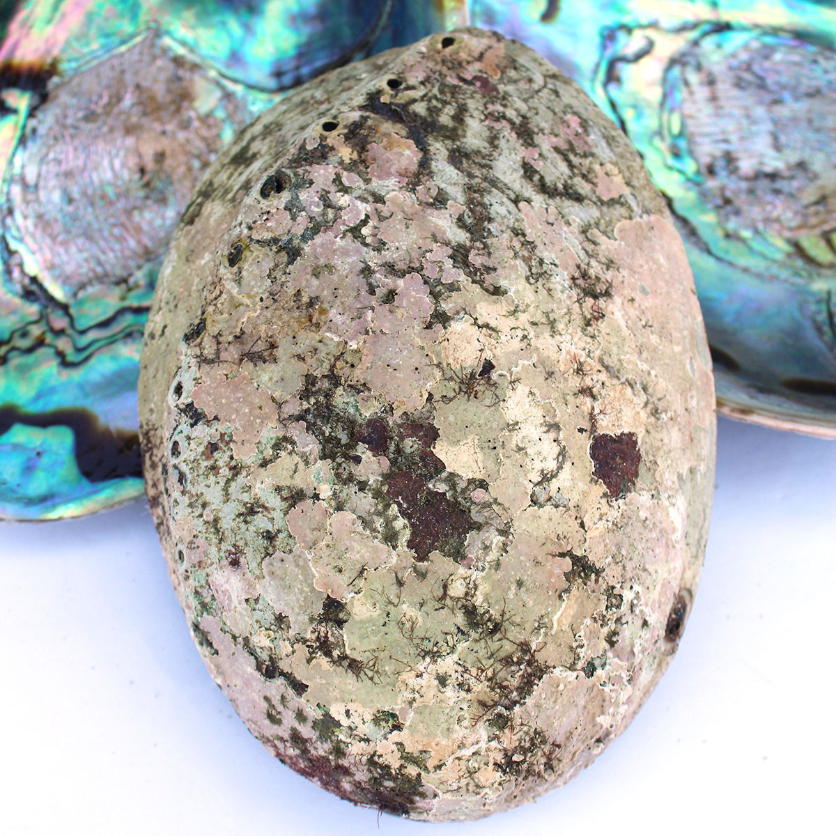 Paua New Zealand Abalone Seashells - Ear Shells - California Seashell ...