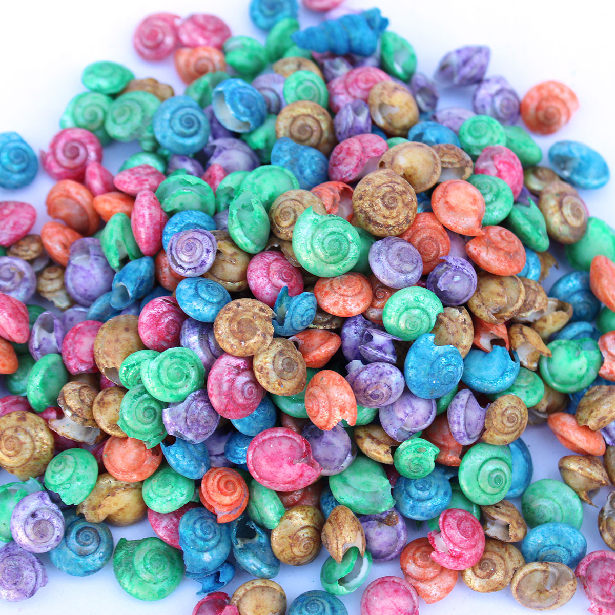 Dyed Umbonium Seashells - Crafting Shells in Bulk - California Seashell Co