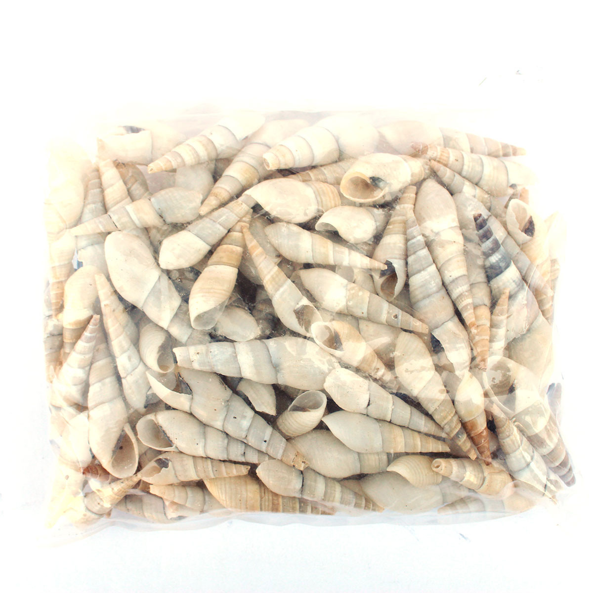 Bullia White Seashells - Bulk Craft Shells - Gastropod, Marine Mollusk