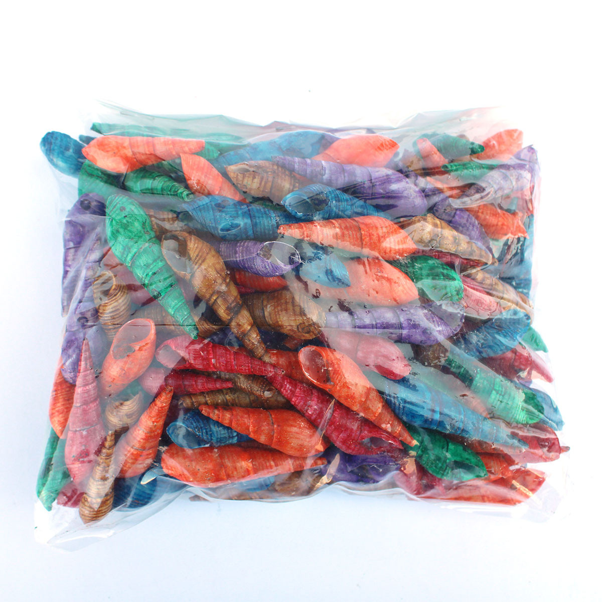 Dyed Bullia Seashells - Bulk Craft Shells - Gastropod, Marine Mollusk