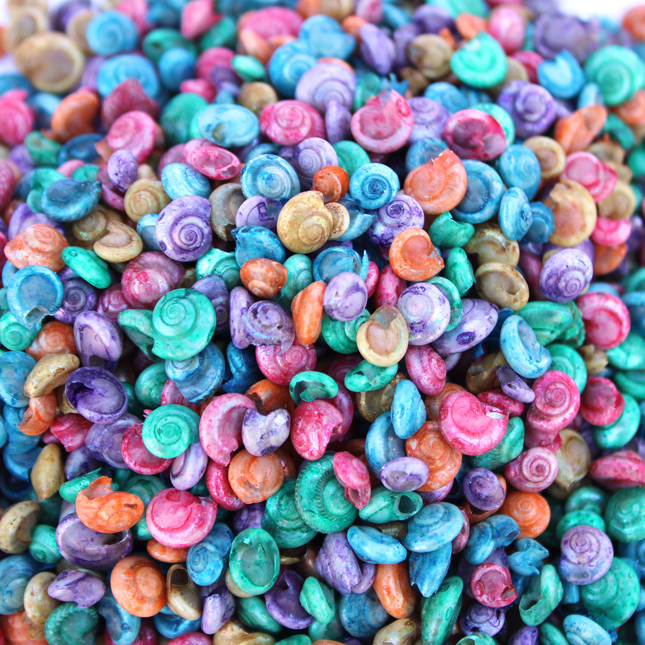 Dyed Umbonium Seashells - Crafting Shells in Bulk - California Seashell Co