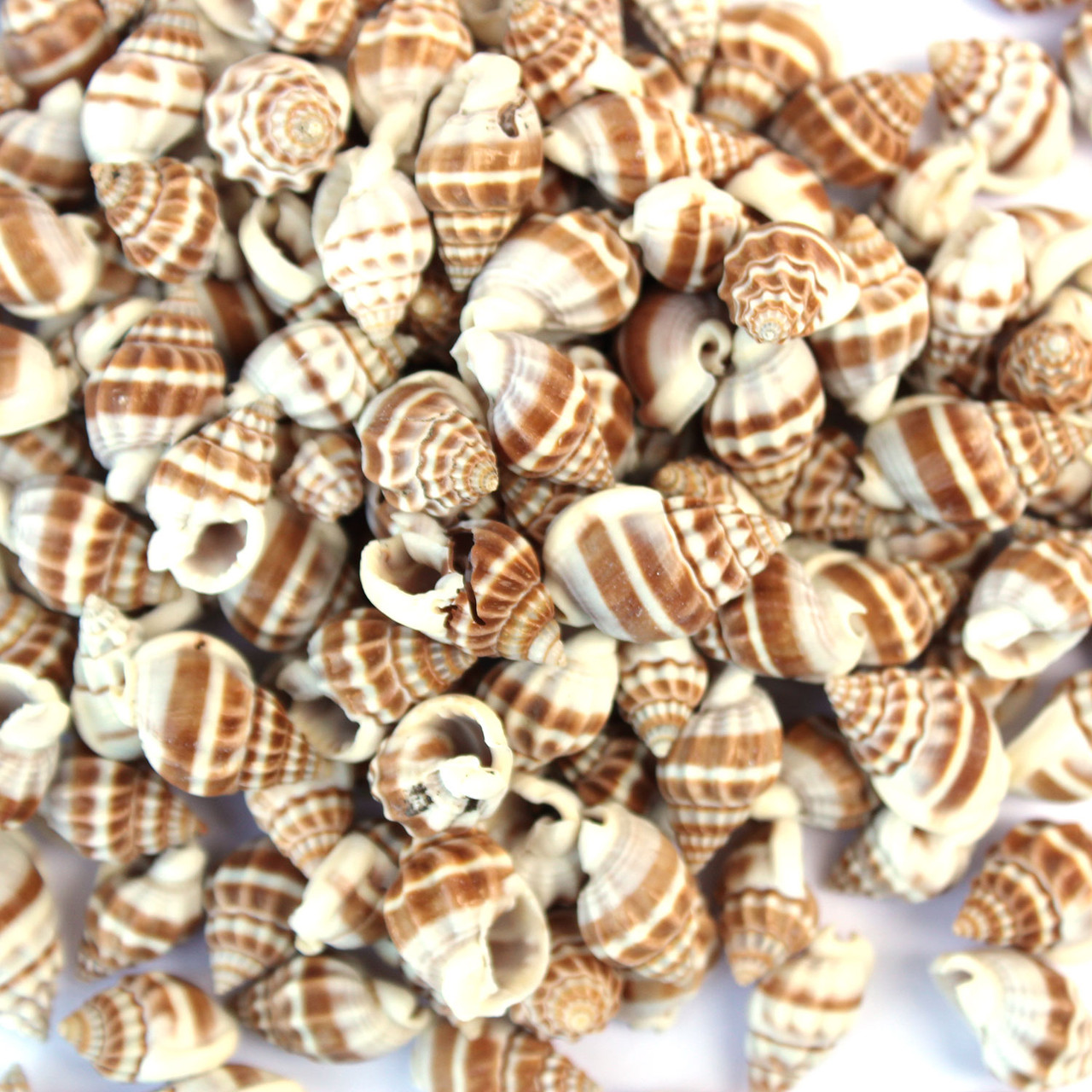 White Nassa Sea Shell Leis - 1 dozen - Seashell Necklaces - Beach ...