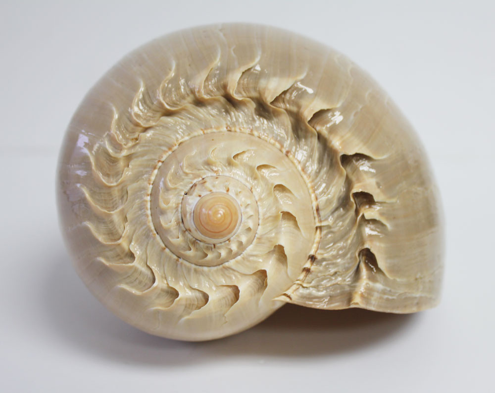 Large Decorative Seashells for Sale - The California Seashell Company