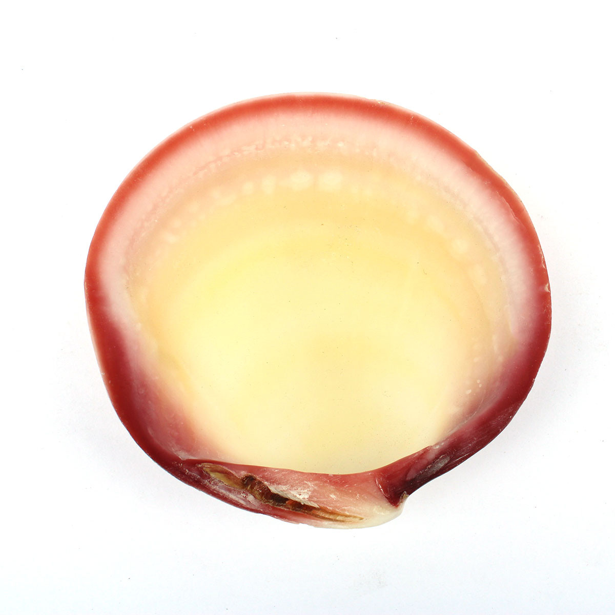 Natural Tiger Clam Half - Tigerina Clam Shell - California Seashell Company