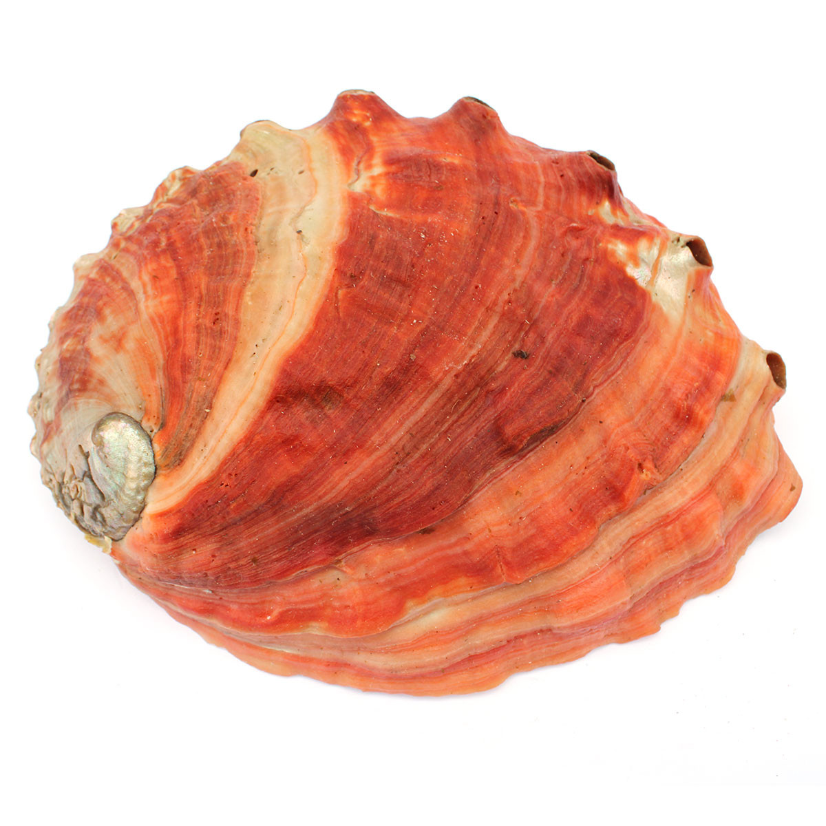 Collector Shells - Seashell Collection - California Red Abalone