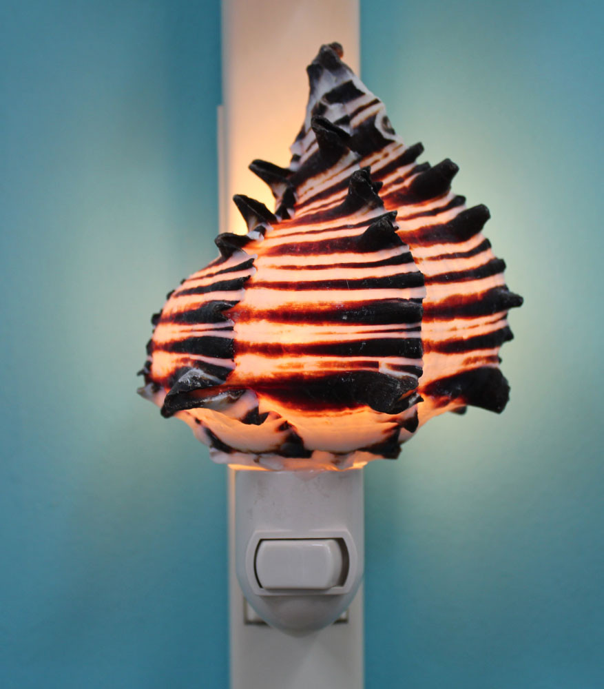 Handmade Sea Shell Night Lights - The California Seashell Company
