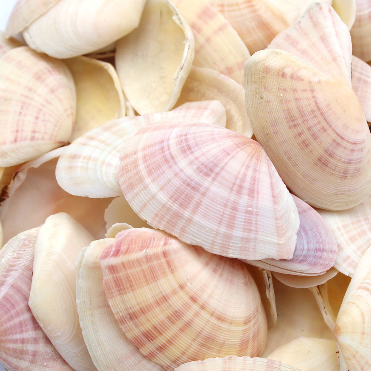 Light Rose Tellina Seahells Unpaired for Crafting - Bulk Craft Shells