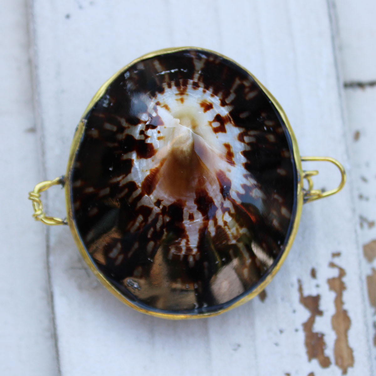Polished Tiger Clam Coin Purse - Tigerina Clam Shell - Party Favors ...