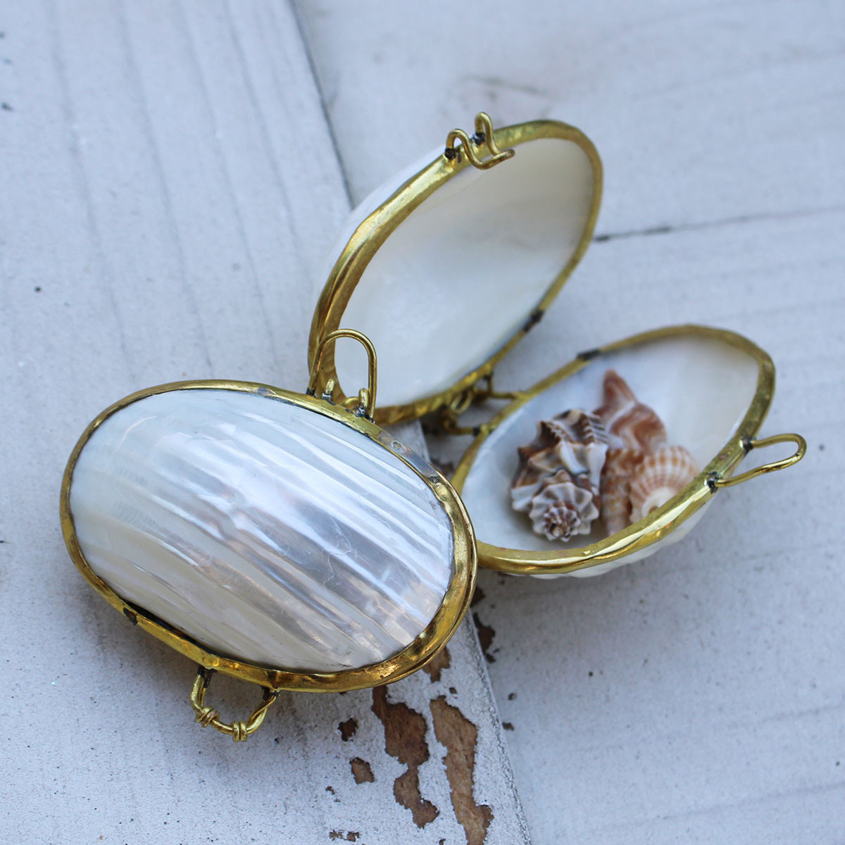 Polished Tiger Clam Coin Purse - Tigerina Clam Shell - Party Favors ...