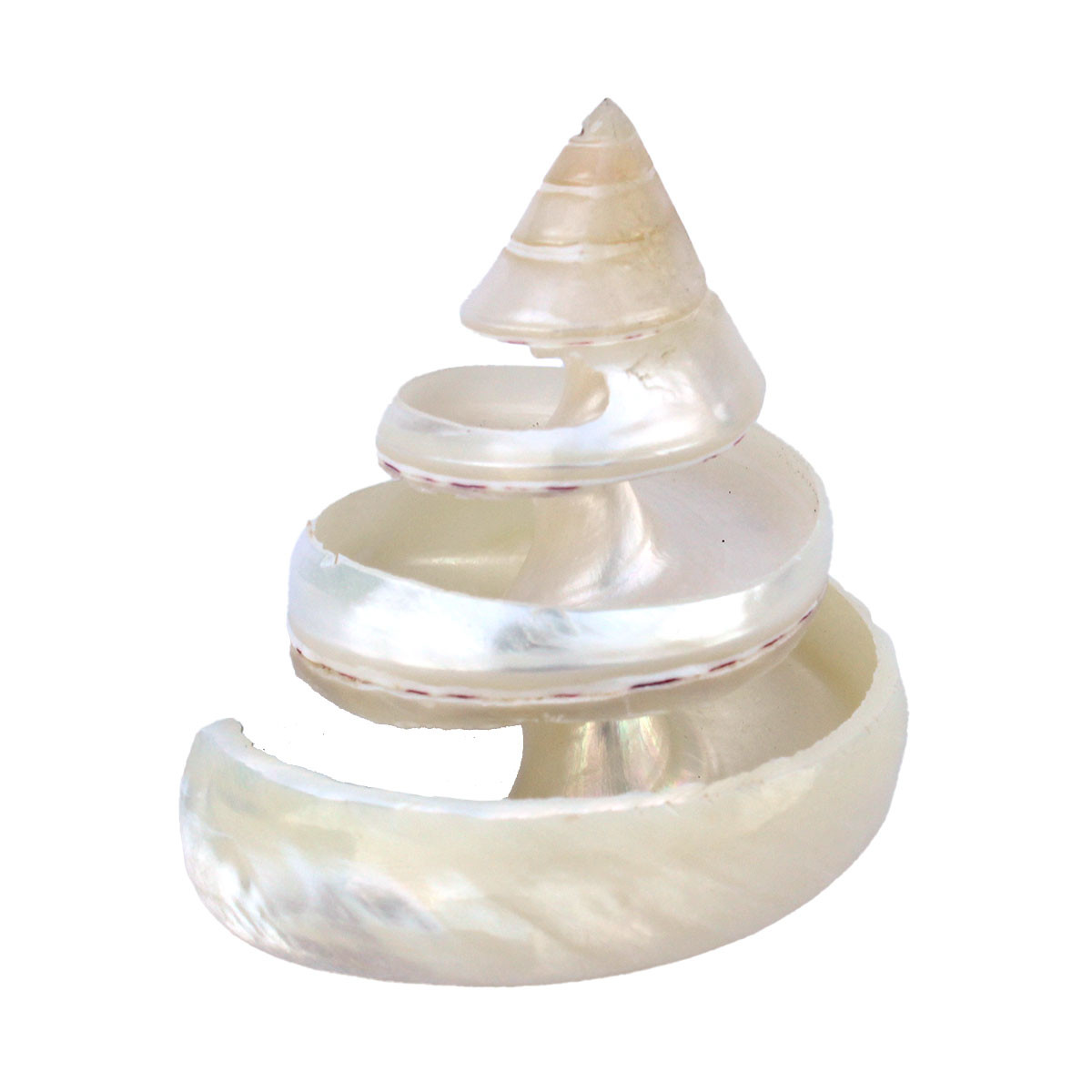 white spiral shell