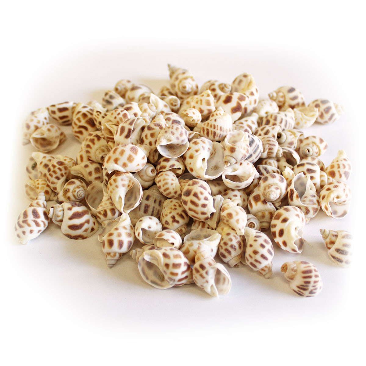 Small Babylonia Shell - Bulk Seashells - Craft Shells - California ...