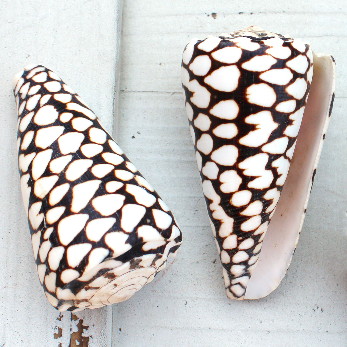 Marble Cone Seashells - Marbled Cone Snail - California Seashell Company