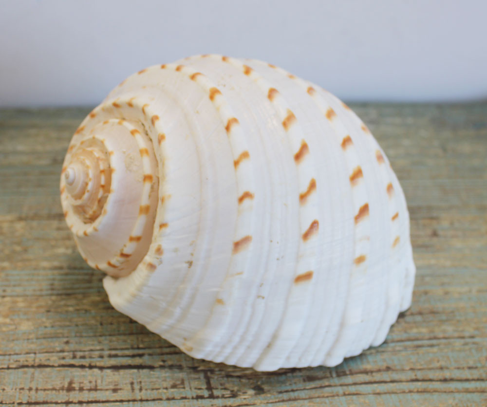 Spotted Tonna Seashells - Tonna Tesselata - Tun Shells - California ...