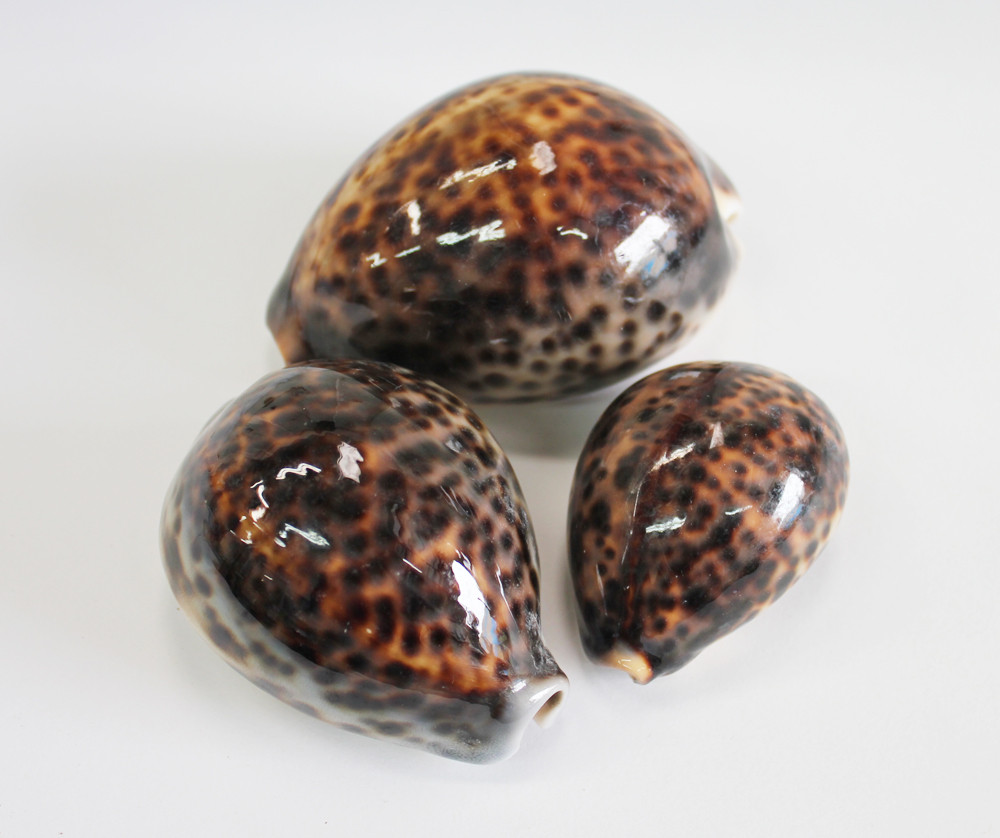 Tiger Cowrie Seashells - Cowry Shells - California Seashell Company