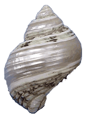Pearl Banded Green Turbo Seashells - Small Shells - California Seashell ...
