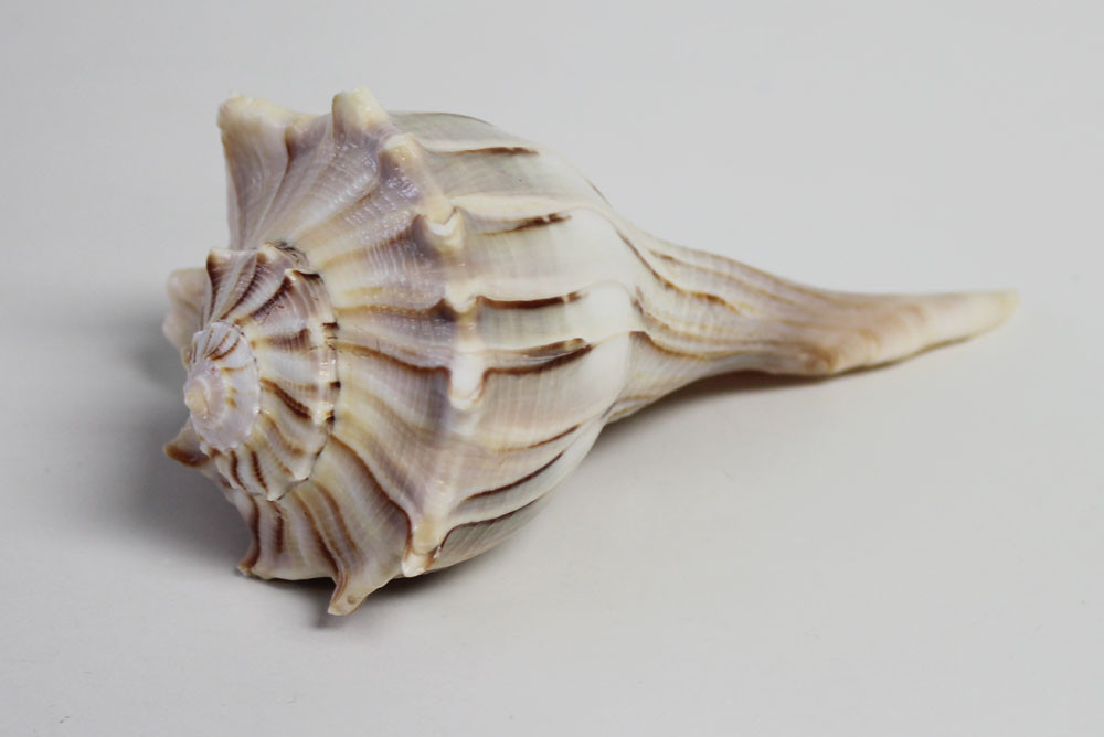 Left-Handed Lightning Whelk Shell - California Seashell Company