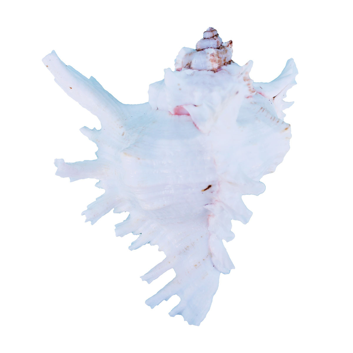 Ramose Murex Seashells - Murex Ramosus - Rams Shell - California ...