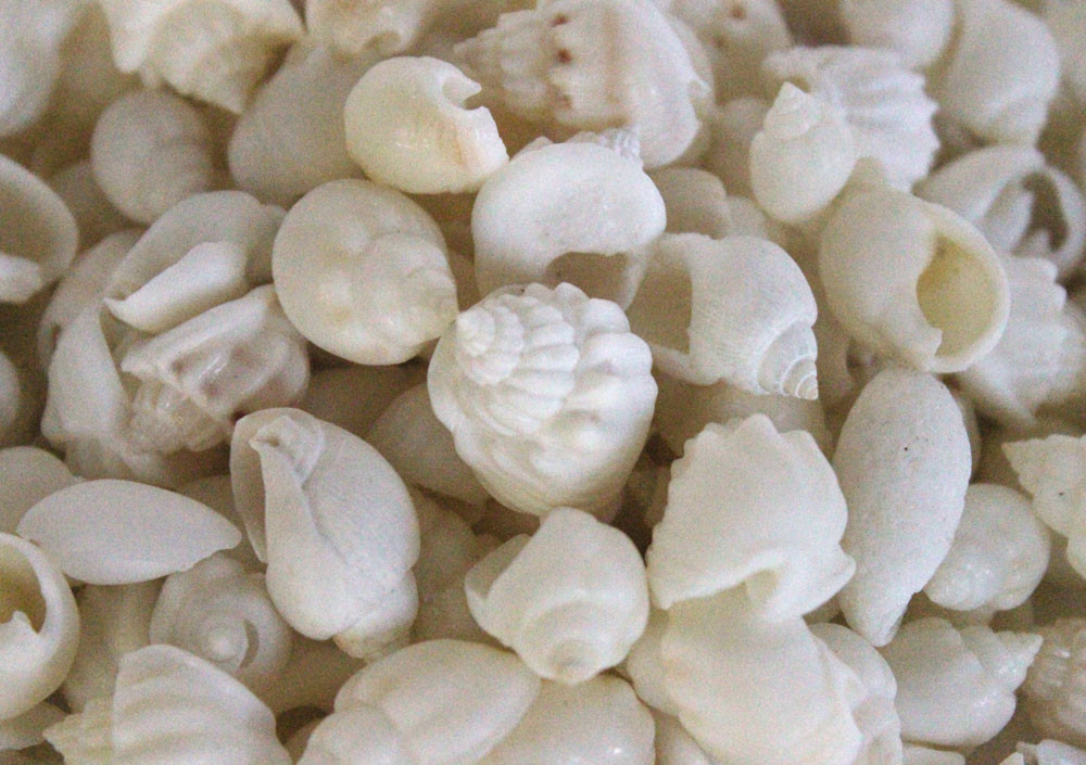 Small White Frog Shell - Bursidae - Craft Shells - Pound Bag