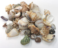 Medium Philippine Seashells Mix - Bulk Craft Shells - California ...