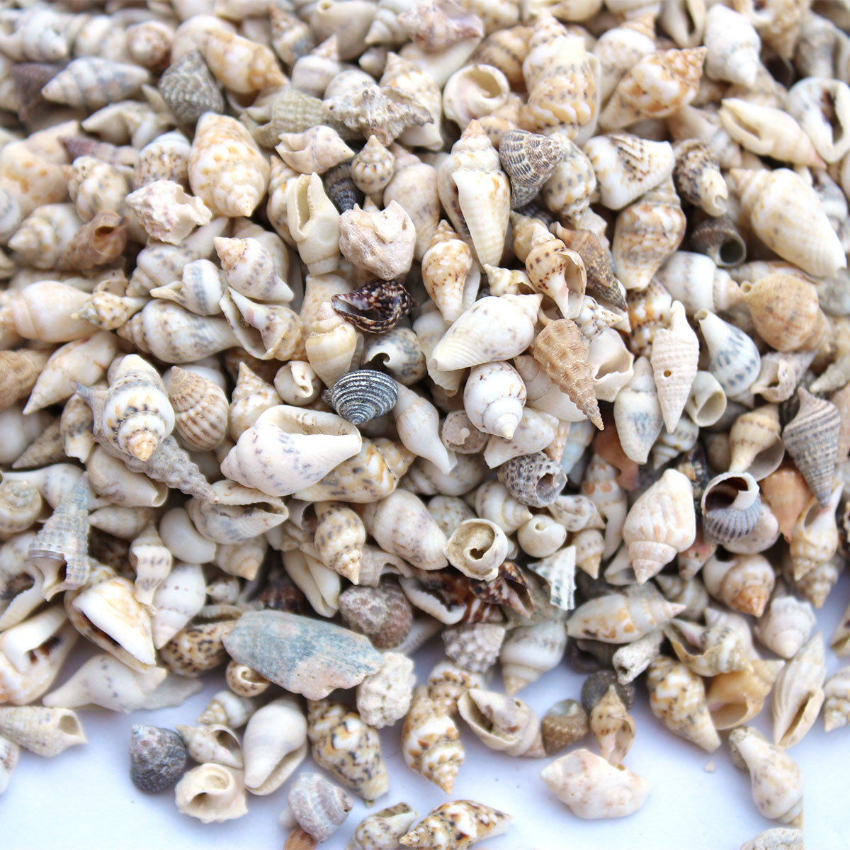 Nassa Shells - Tiny Craft Seashells - Bulk Sea Shells