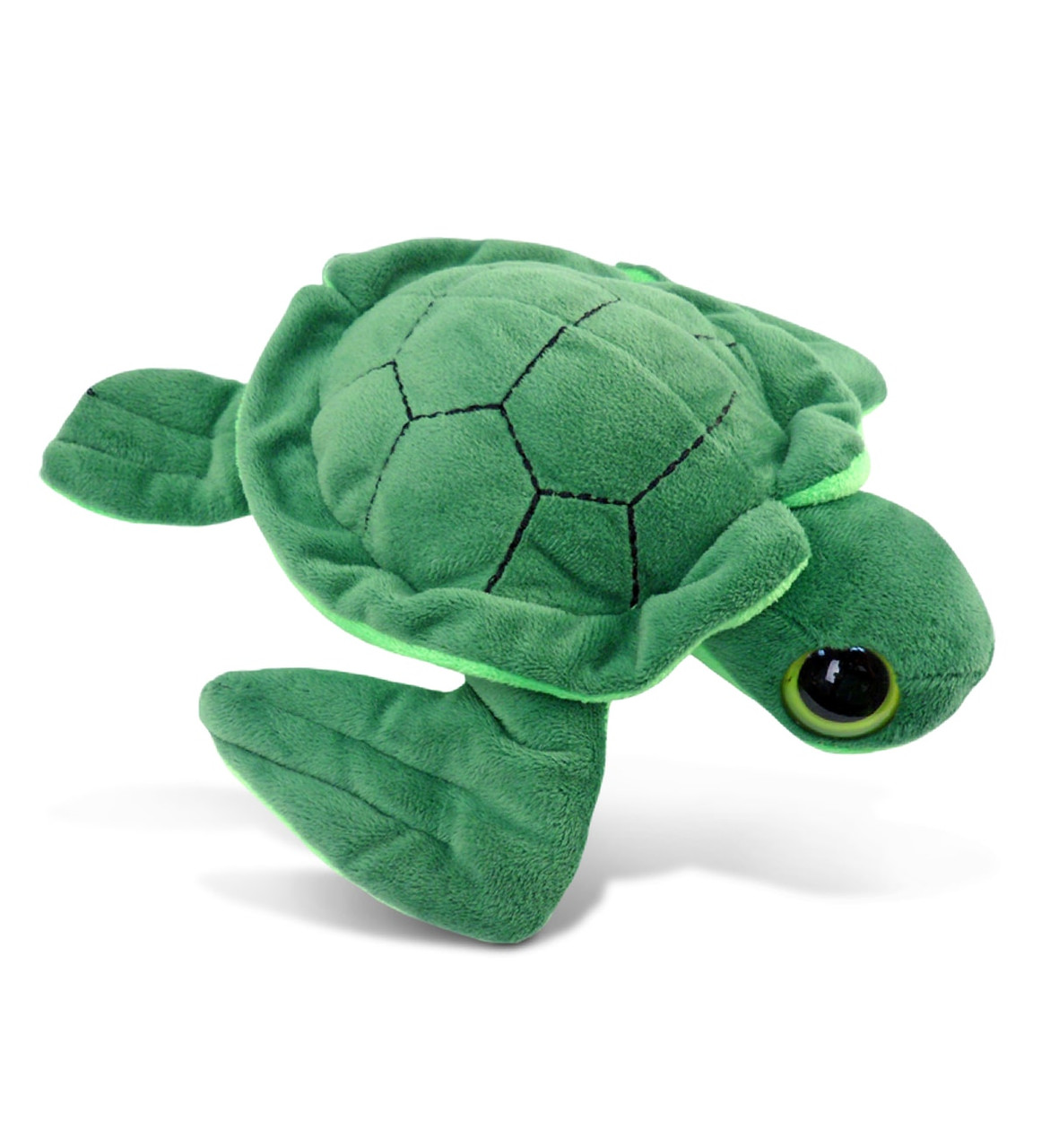 Green Eyed Turtle Meet 𝘿𝙖𝙫𝙞𝙙,