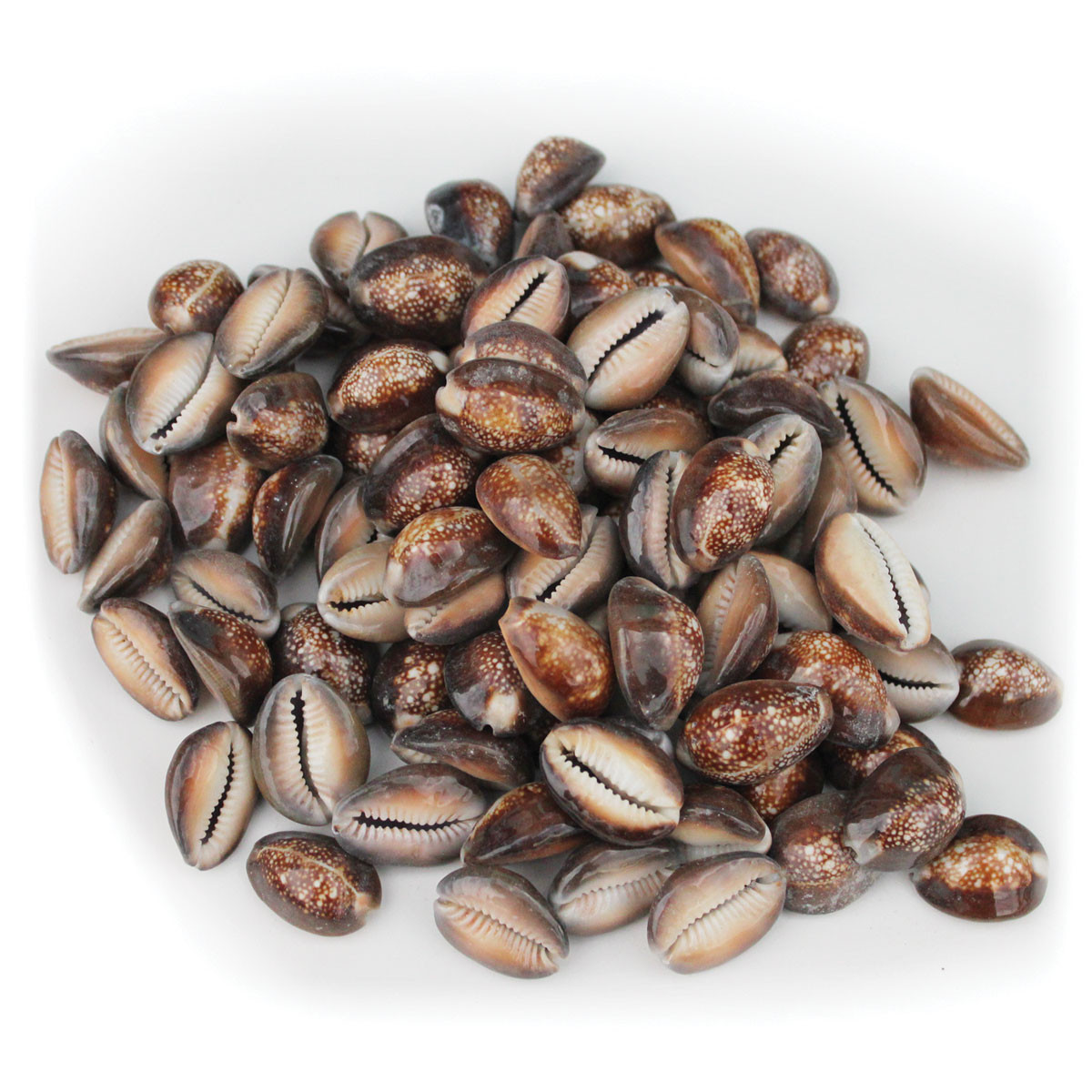 Snake Head Cowrie Seashells - Cowry Shell - Bulk Craft Seashells