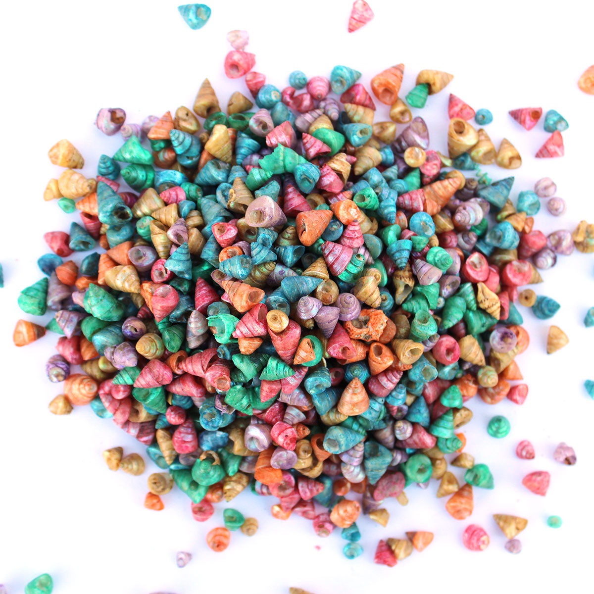 Mini Dyed Trochus Seashells - Crafting Shells in Bulk - California ...