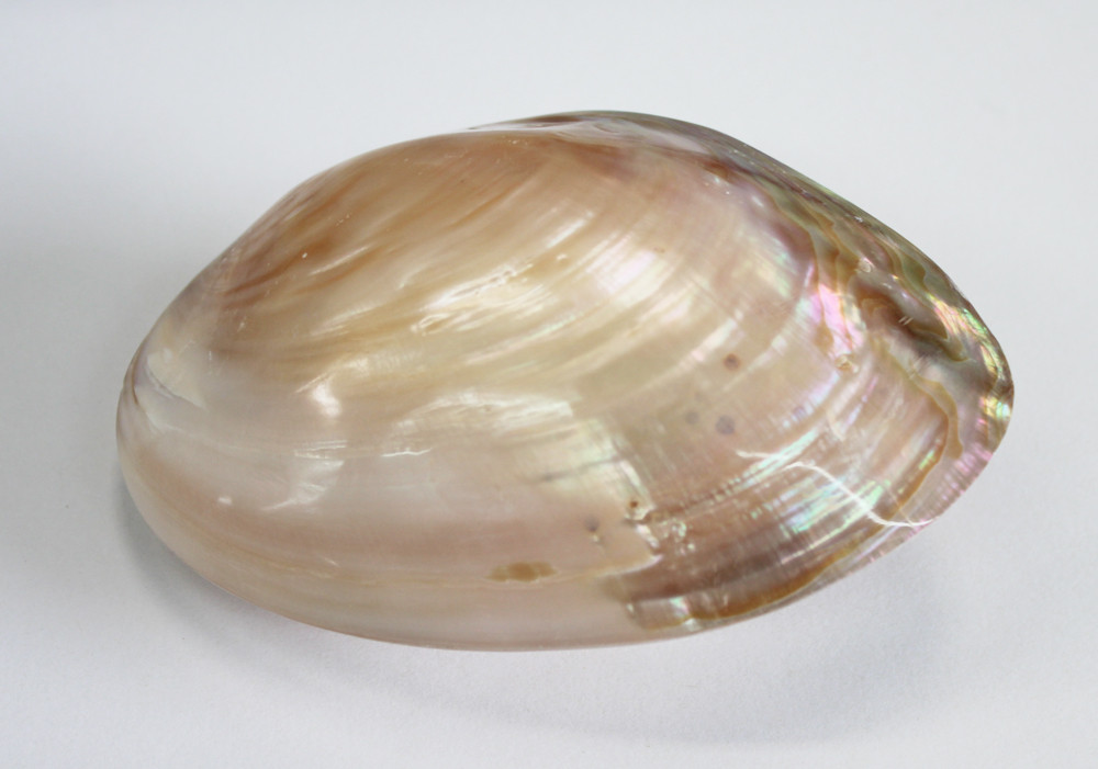 Natural Polished Clam Pairs - Pearlized Clam Shells - California ...