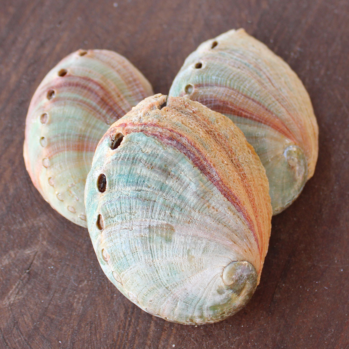 Small Red Abalone Seashells - Ear Shells - California Seashell Co