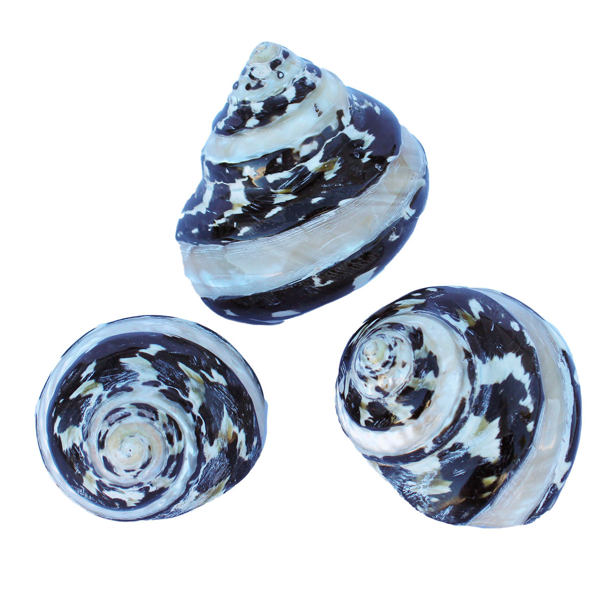 Magpie Turbo Banded Seashells - Craft Shells - California Seashell Company