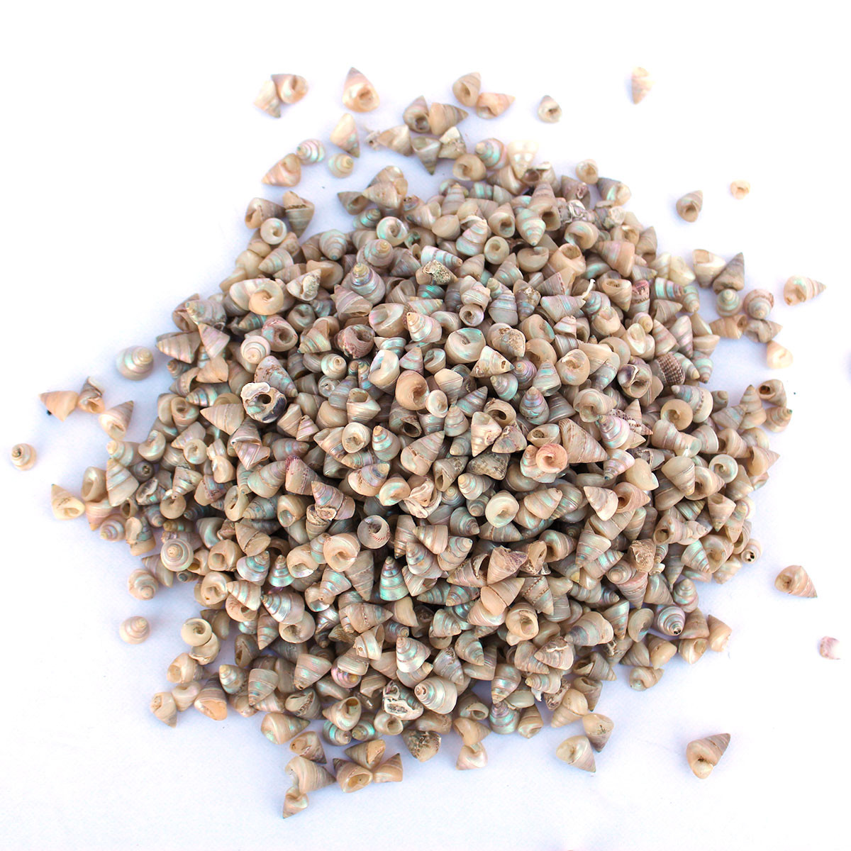 Mini Pearl Trochus Seashells - Crafting Shells in Bulk - California ...
