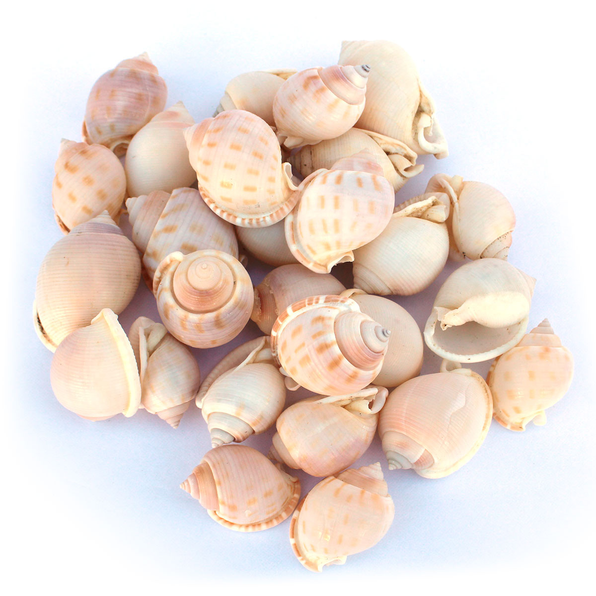 Small Bonnet Shell - Bulk Craft Shells - California Seashell Co