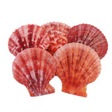 Pectin & Scallop Seashells - Shell Craft Supplies - California Seashell Co