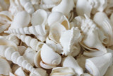 All White Mix of Large Seashells - Bulk & Craft Shells - Beach Wedding ...