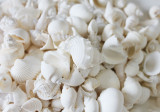 All White Mix of Large Seashells - Bulk & Craft Shells - Beach Wedding ...