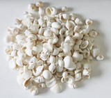 All White Mix of Small Seashells - Bulk & Craft Shells - Beach Wedding ...
