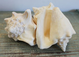 King Crown Conch Shell - Hermit Crabs Shells - California Seashell Company