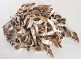 Small Fox Shells - California Seashell Company